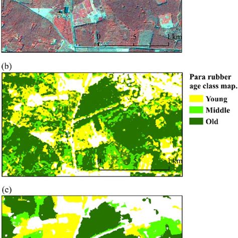 Pdf Estimation Of Biomass And Carbon Stock In Para Rubber Plantations Using Object Based