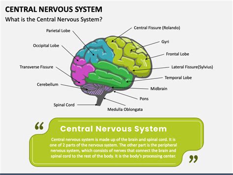 Central Nervous System PowerPoint And Google Slides Template Central Nervous System Nervous