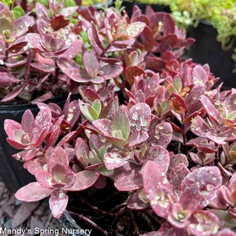 Firecracker Stonecrop Sedum Shopic