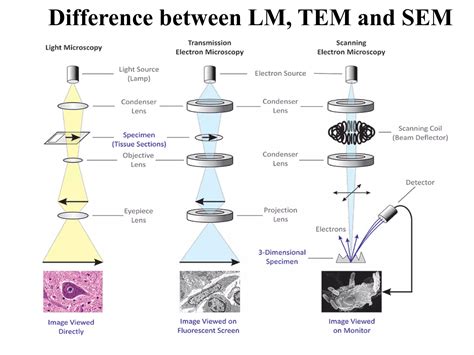 Transmission Electron Microscope High Resolution Tem And Selected Area Electron Diffraction