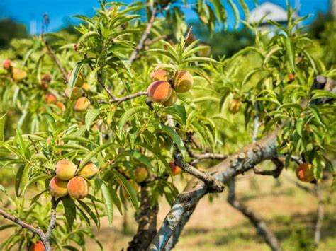 Lemon Tree Root System Are Lemon Tree Roots Invasive Leafyjournal