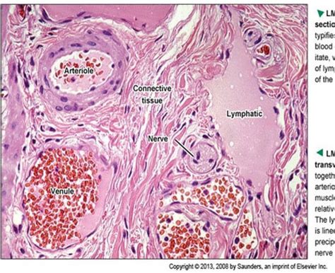 Lymphatic System Histology Flashcards Quizlet