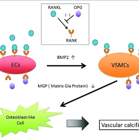 Potential Origin Of Cells That Contribute To Valve Calcification And Download Scientific