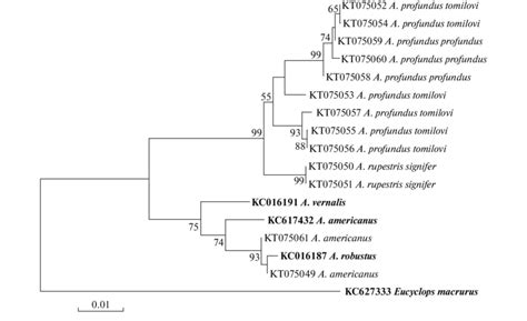 phylogenetic tree nj based on first and second codon positions of coi