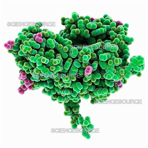 chitinase enzyme molecule stock image science source images