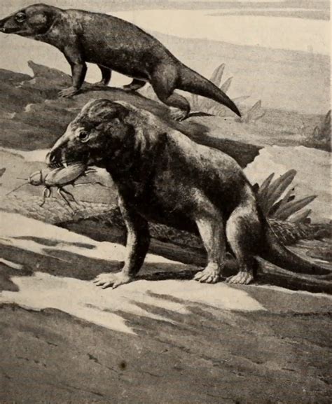 All About Cynognathus