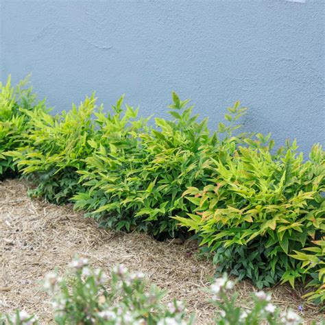 Nandina Magical Lemon Lime The Heritage Nursery