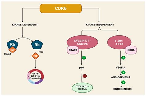 Cdk Inhibitors In Cancer Therapy An Overview Of Recent Development