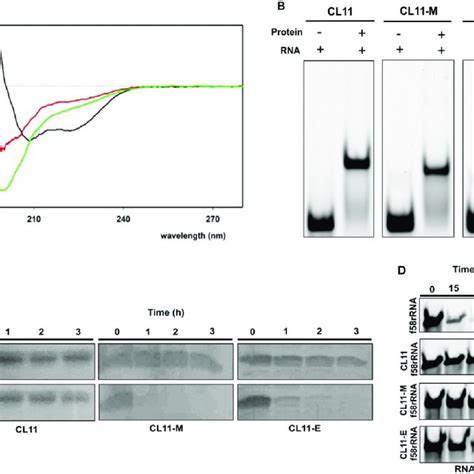Characterization Of The Complex Stabilities A Protein Rna Complex