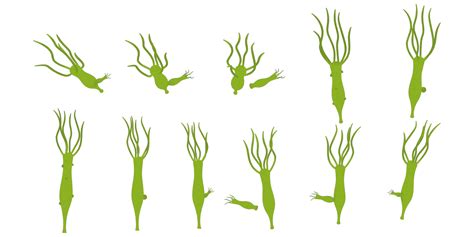 Hydra Gender And Ovary Stages Superhive Formerly Blender Market