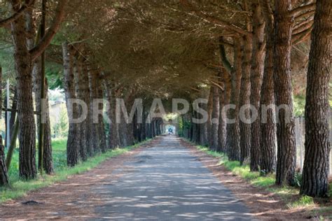 Street Lined With Trees 360 HDRi Map And 13 Backplates