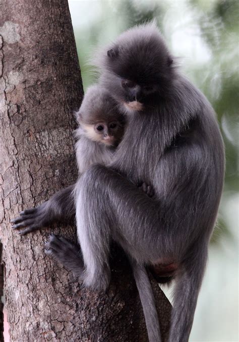 Trachypithecus Crepusculus Indochinese Gray Langur — Coke Smith Wildlife