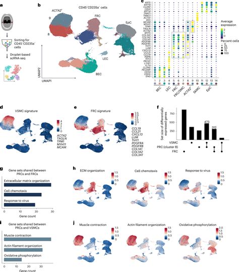 Single Cell Transcriptomic Analysis Of Human Palatine Tonsil Stromal Download Scientific