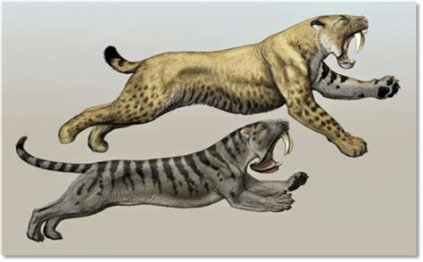 Special Studies Morphological Convergence Flashcards Quizlet