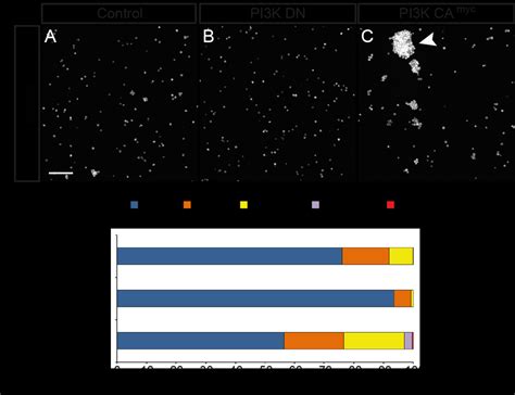 PI K Signalling Modulates The Formation Of Cell To Cell Adhesion Download Scientific Diagram