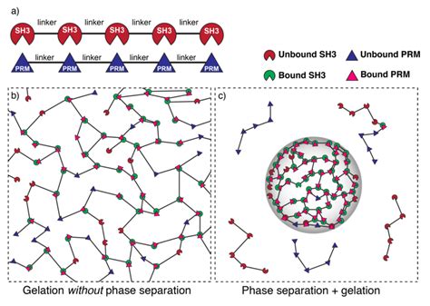 Depiction Of Gelation Without Phase Separation As Opposed To Phase Download Scientific Diagram