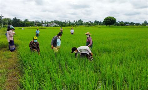 ကျွန်းလှမြို့နယ်တွင် ကိုဗစ် ၁၉ စီးပွားရေးကုစားမှု Cerp အစီအစဉ်ဖြင့