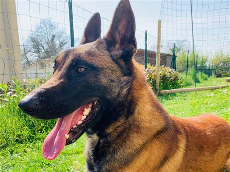 Chien Berger Belge Malinois Mâle à donner : Petite Annonce chien