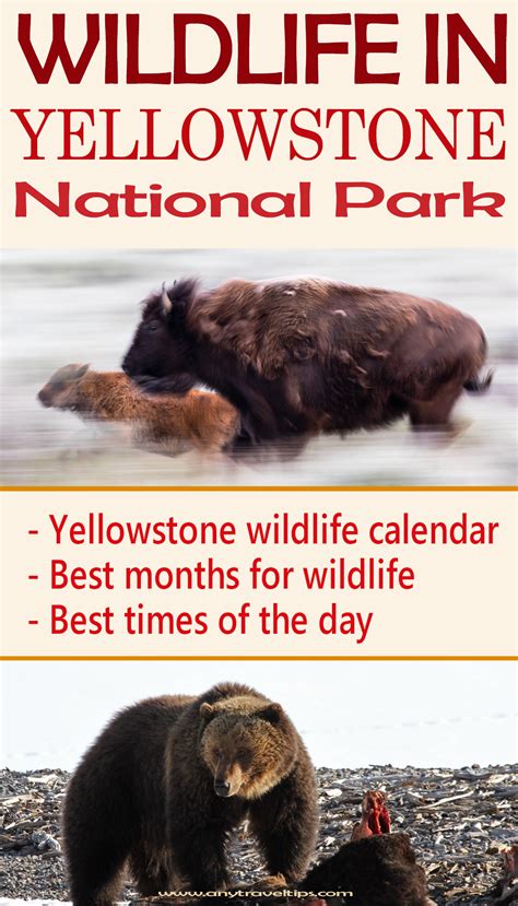 Yellowstone National Park Wildlife Artofit