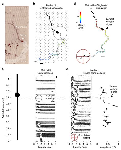 Tracking Axonal Action Potential Propagation On A High Density Microelectrode Array Across