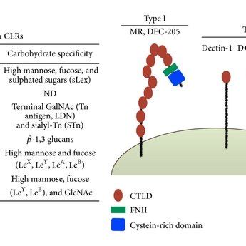 Schematic Representation Of Type I And Type II C Type Lectins And