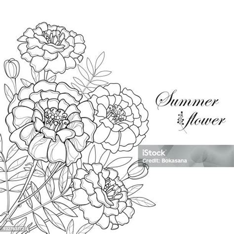 메리 골드 또는 금 잔 화 꽃 꽃 봉 오리와 잎 검은 흰색 배경에 고립 벡터 꽃다발 아프리카 금잔화 금잔화에 대한 스톡 벡터 아트 및 기타 이미지 아프리카 금잔화 금잔화