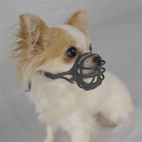 Small Chihuahua Muzzle Sheryinstitute