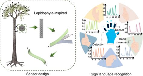 Bioinspired High Linearity Wide Sensing Range Flexible Stretchable Bioelectronics Based On