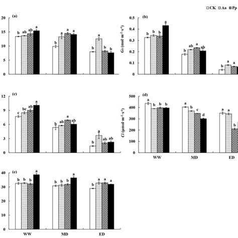 Typical Dse Hyphae And Microsclerotia In The Inoculated Seedlings H