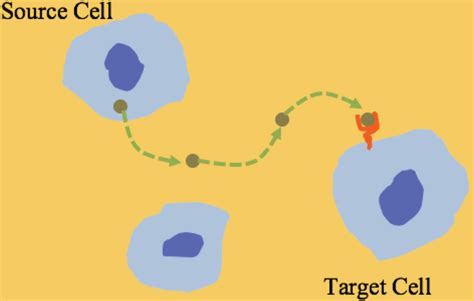 Representation Of Paracrine Signaling [color Figure Can Be Viewed At Download Scientific