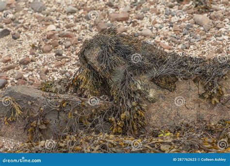 Limpits And Various Types Of Wet Seaweed Attached To A Rock Stock Image Image Of Tidal