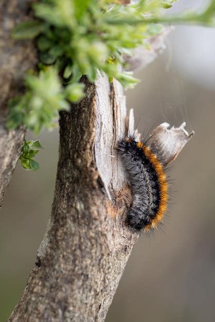 Premium Photo Oruga 1403245785