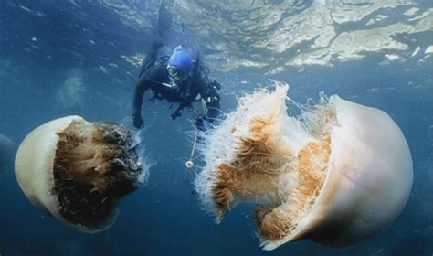 Nomuras Jellyfish A Crisis At Sea