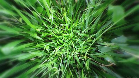 Grass Effects SMart