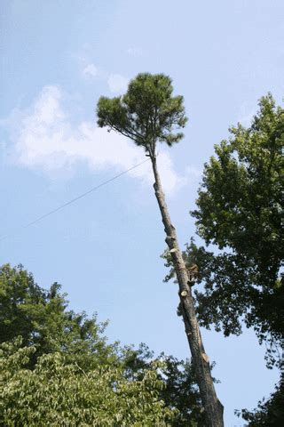 Tree GIF Find Share On GIPHY
