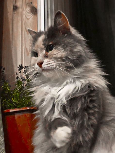 Cats, Animals, Gatos, Animales, Animaux, Animal, Cat, Animais, Kitty
