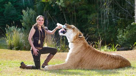 Liger Hercules The Biggest Cat In The World Reckon Talk