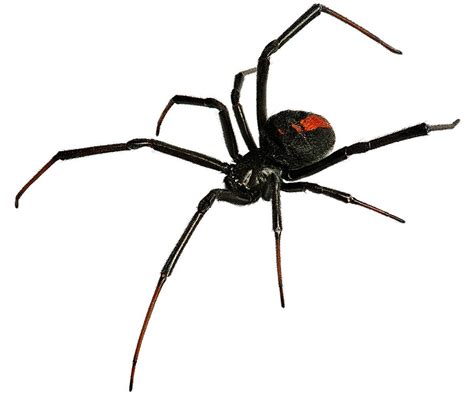 Красная вдова паук 71 фото