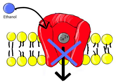 Calcium Channel Blockers Physiopedia