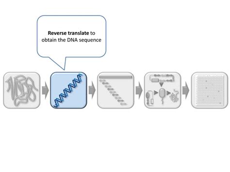 ppt reverse translate to obtain the dna sequence powerpoint