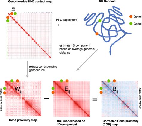 Schematic For The Construction Of The Cgp Map Given A 3d Human Genome
