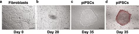 Protein Reprogramming Of Human Fibroblasts To Ipscs A C