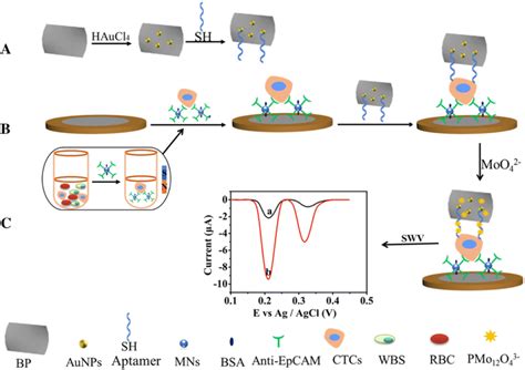 Schematic Illustration Of The Electrochemical Sensor For Cell Capture Download Scientific