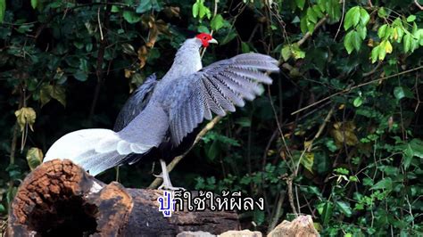 เพลงลาวจ้อย Youtube