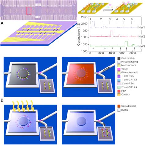 a nanowire sensor arrays and multiplexed detection of cancer marker download scientific