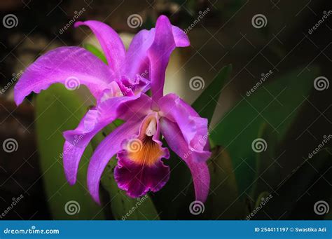 Cattleya Orchid Flower Stock Image Image Of Fresh Orchidaceae 254411197