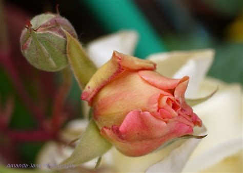 Rose Budding Means What At Mark Cox Blog