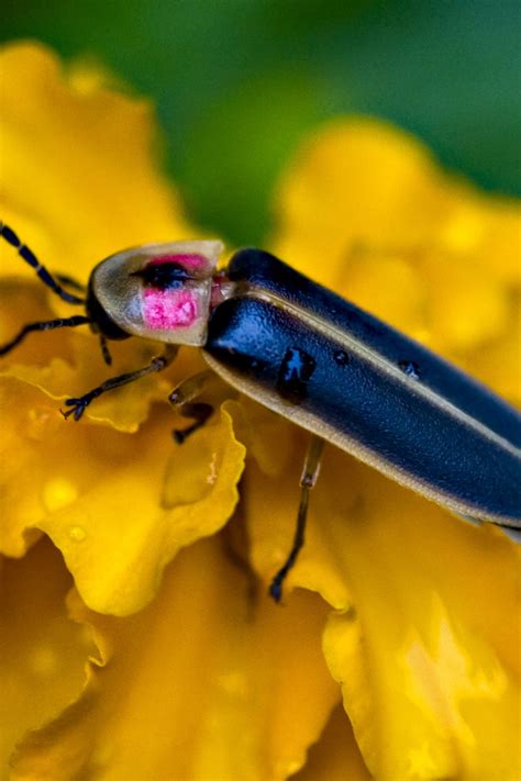 Firefly