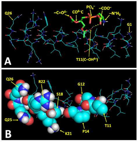 Pymol Diagram A Shows The Interaction Of Melittin With The Polar Head
