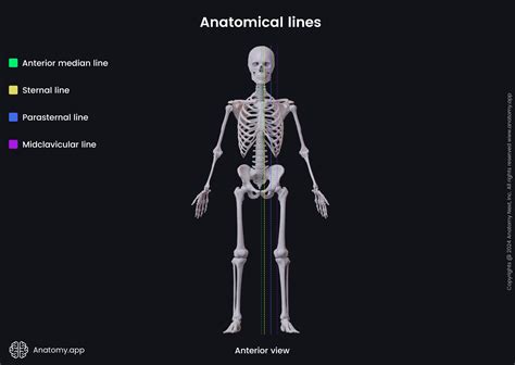 Anatomical Terminology Encyclopedia Anatomy App Learn Anatomy 3d Models Articles And